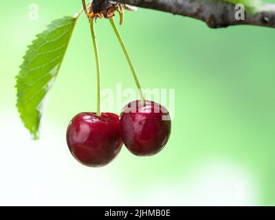 A closeup shot of hanging cherries on a tree Stock Photo - Alamy