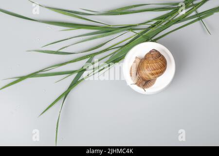 cream with snail mucin closeup, beauty skin care Stock Photo - Alamy