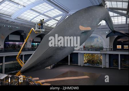 Life sized Blue Whale model displayed in the National History museum ...