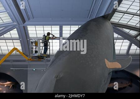 Life sized Blue Whale model displayed in the National History museum ...