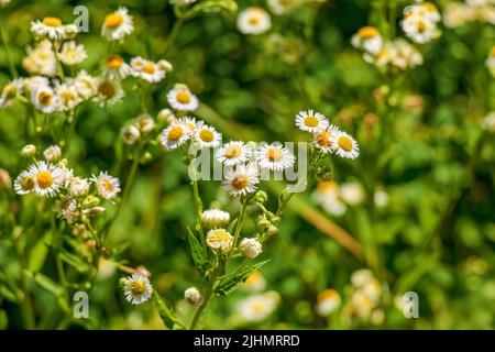 Chamomile flower field. Chamomile pharmacy (otherwise Matricaria ...