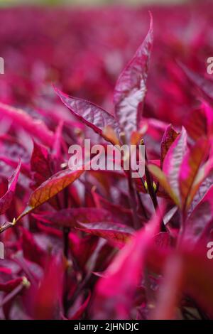 Aerva sanguinolenta (L.) Blume or Amaranthaceae, red leaf background ...