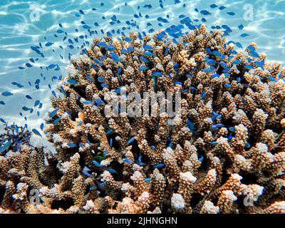 Indonesia Alor Island - Colorful coral reef with fish Stock Photo - Alamy