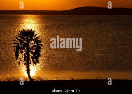 carnauba trees (copernicia prunifera) in piató lagoon, assu, rio grande ...