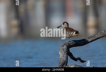 Pink-eared Duck, Malacorhynchus membranaceus Stock Photo - Alamy