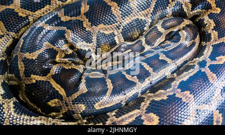 A reticulated python, the world's longest snake & also world's longest ...