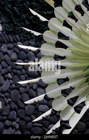 Yogyakarta, Indonesia, Janur Decoration, create from coconut leaf, for ...