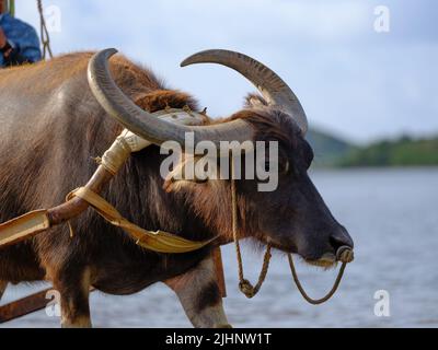 Water buffalo carriage Stock Photo - Alamy