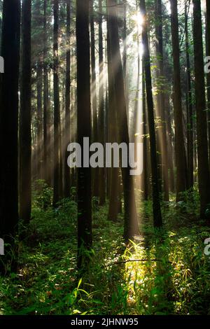 Fresh Green Forest in Aso, Kumamoto Prefecture, Japan Stock Photo - Alamy