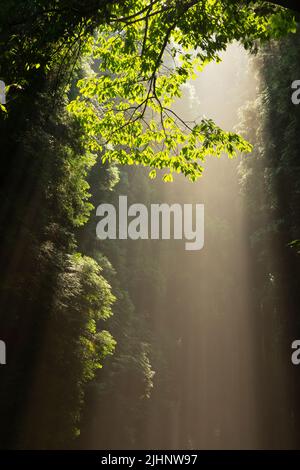 Fresh Green Forest in Aso, Kumamoto Prefecture, Japan Stock Photo - Alamy