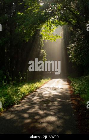 Fresh Green Forest in Aso, Kumamoto Prefecture, Japan Stock Photo - Alamy