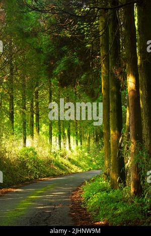 Fresh Green Forest in Aso, Kumamoto Prefecture, Japan Stock Photo - Alamy