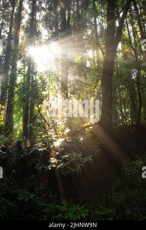 Fresh Green Forest in Aso, Kumamoto Prefecture, Japan Stock Photo - Alamy