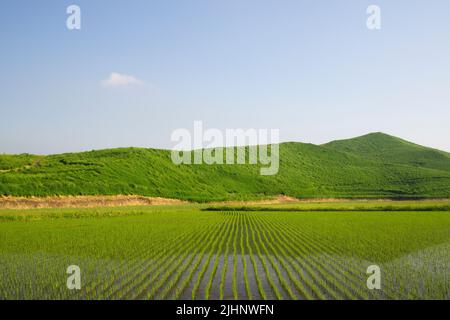 Rice Paddy in Caldera of Aso, Kumamoto Prefecture, Japan Stock Photo ...