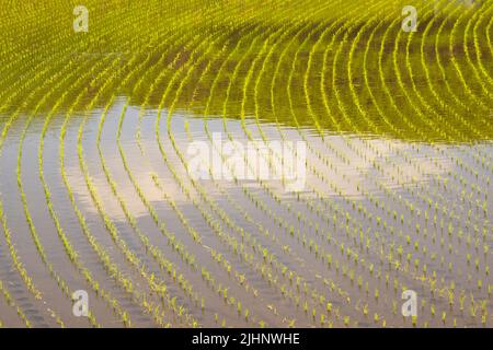 Ogi Rice Terraces in Ubuyama Village, Aso, Kumamoto Prefecture, Japan ...