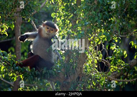 Son Tra Peninsula, Vietnam. 27th June, 2022. Red-legged dress monkeys ...