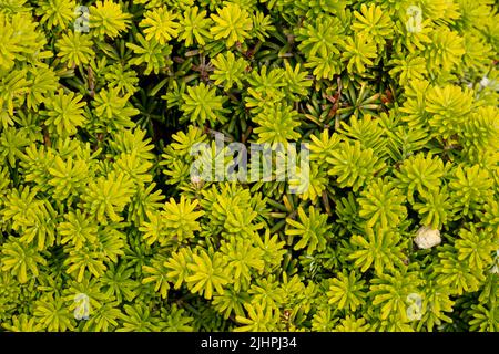 Macro structures and pattern of Abies koreana ‘Cis’, Korean fir ‘Cis ...