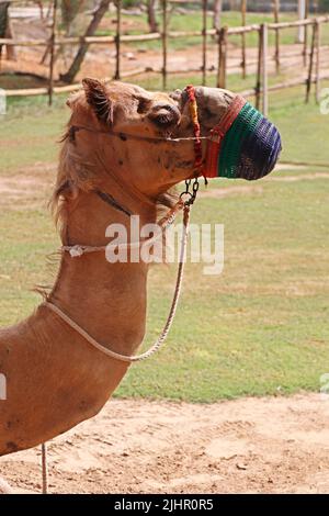 camel with a mouth cover in a bedouin settlement in the desert to avoid ...