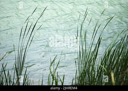 Reeds on water's edge Stock Photo - Alamy