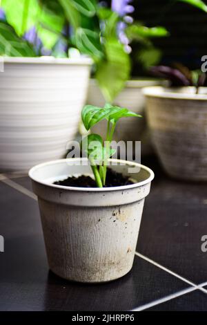 A selective focus shot of green monstera leaf Stock Photo - Alamy