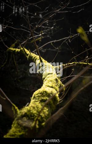 A vertical shot of a leafless tree under the cloudy sky Stock Photo - Alamy