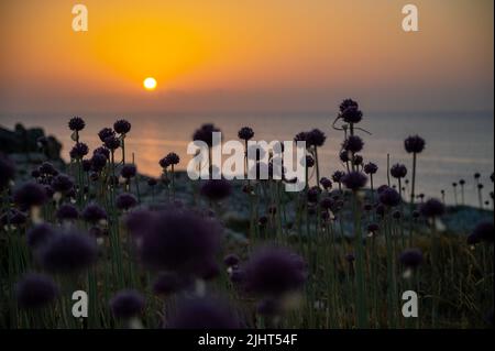 sunset on the Tremiti islands between cliffs, wild garlic flowers and ...