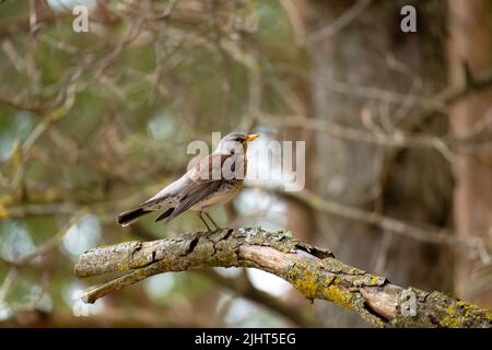 Closeup shot of True thrush bird sitting on branch in winter Stock ...