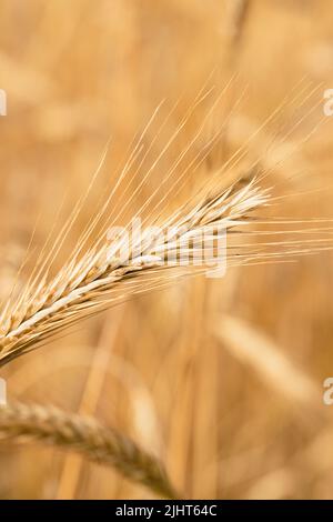 Photo of (Triticum polonicum) Polish Wheat In The Field. The plant is ...