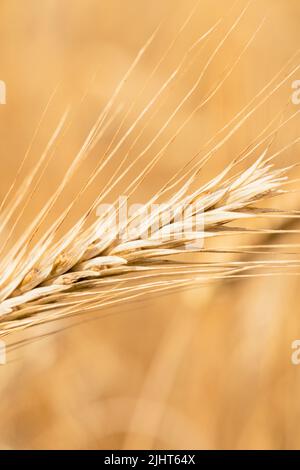 Photo of (Triticum polonicum) Polish Wheat In The Field. The plant is ...