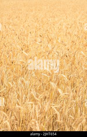 Photo of field of (Triticum polonicum) Polish Wheat. The plant is ripe ...