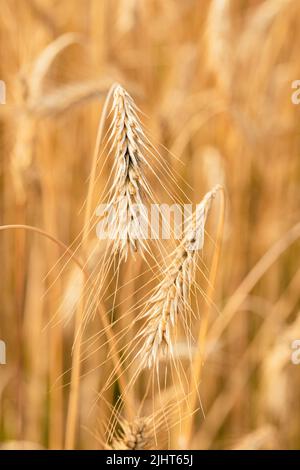 Photo of (Triticum polonicum) Polish Wheat In The Field. The plant is ...