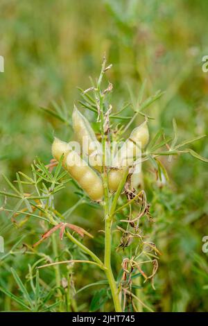 Photo of Narrow-leaved Lupine pods infected by anthracnose disease ...