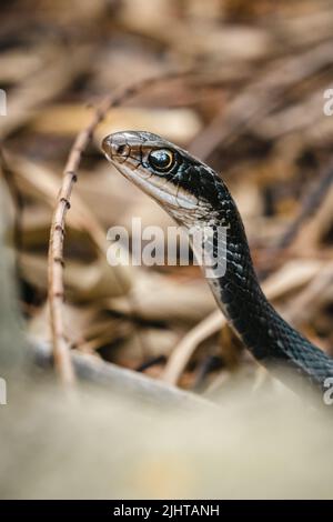 Closeup shot of a small thin snake face Stock Photo - Alamy