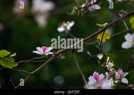 Flowers of Nan province and Tak province , Thailand Stock Photo - Alamy