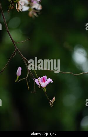 Flowers of Nan province and Tak province , Thailand Stock Photo - Alamy