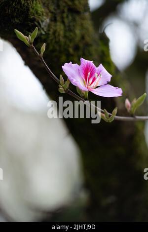 Flowers of Nan province and Tak province , Thailand Stock Photo - Alamy