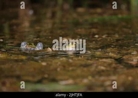 Two frogs fighting in a pond Stock Photo - Alamy