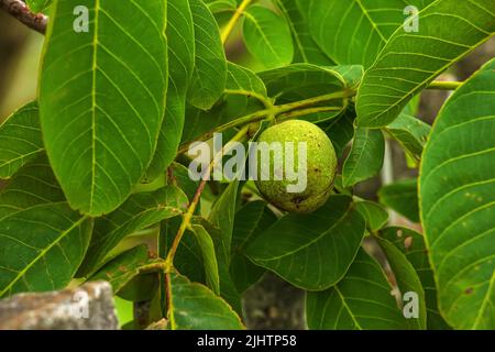 Fresh green walnuts ripening on their walnut tree Stock Photo - Alamy
