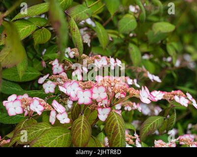 Pink and white lacecap Hydrangea flowers Stock Photo - Alamy