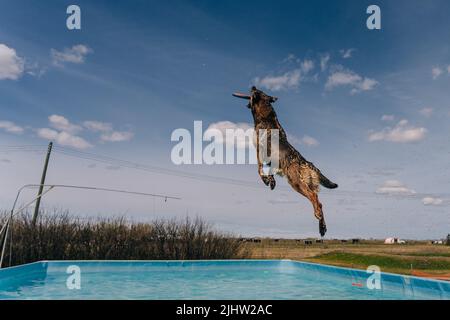 dog in mid air ready to catch a toy while dock diving into a pool Stock ...