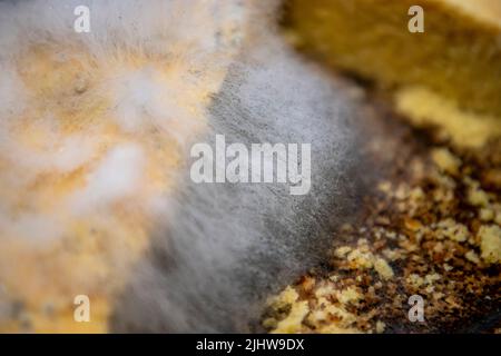 Pin Mold growing on homemade cornbread gone bad Stock Photo - Alamy