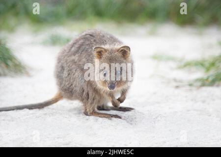 The happiest animal quokka is smiling and greeting you at Rottnest ...
