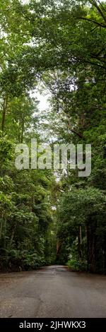 Scenic Panoramic view of Springbrook National Park from the Canyon ...