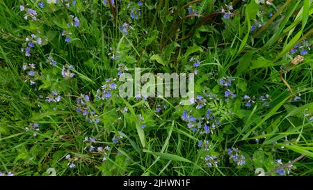 Green grass with Germander speedwell flowers. close photo. Background ...