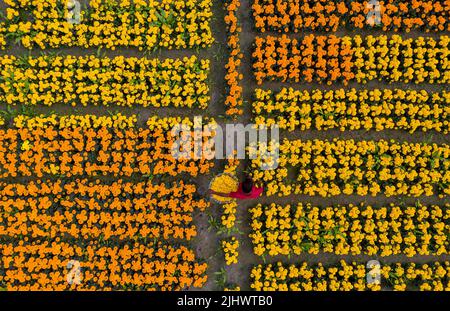 Farmers picking fresh marigold flowers in sunny fields, rural farming ...