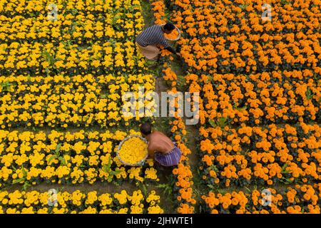 Farmers picking fresh marigold flowers in sunny fields, rural farming ...