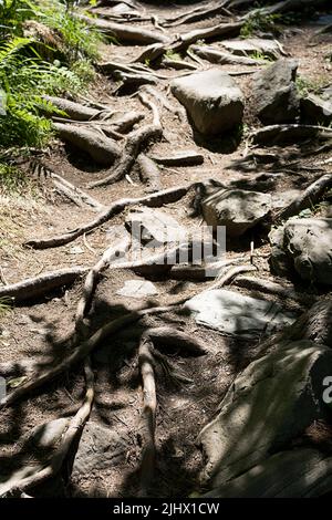Forest path covered twisting roots. Roots of trees, close up Stock ...
