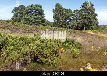 Heather, ferns, grasses, trees, Poole Harbour, Stone Island Lake ...