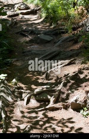Forest path covered twisting roots. Roots of trees, close up Stock ...