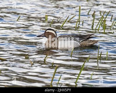 Male Garganey duck ( Anas querquedula) swimming at close range Stock ...
